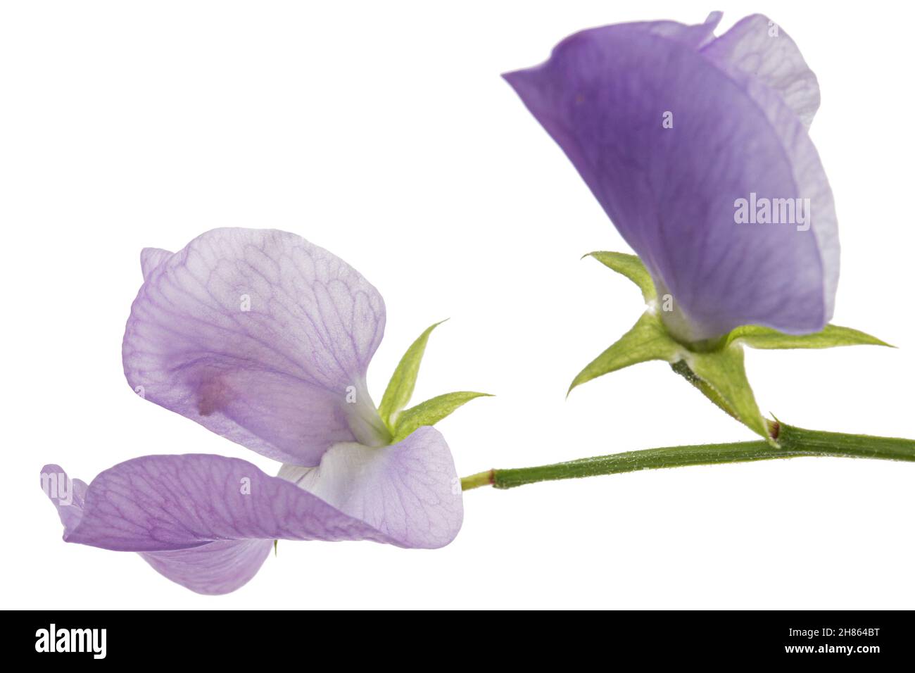 Violet flower of sweet pea, isolated on white background Stock Photo ...