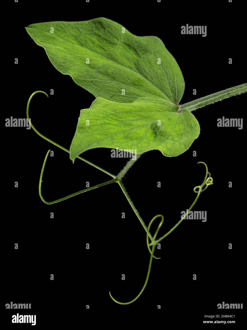 Green leaves and tendrils of sweet pea, isolated on black background ...