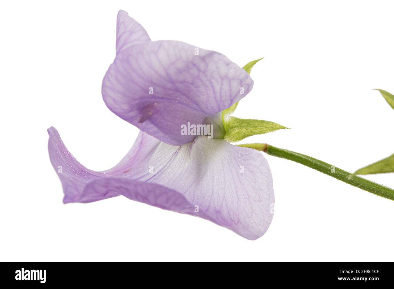 Violet flower of sweet pea, isolated on white background Stock Photo ...