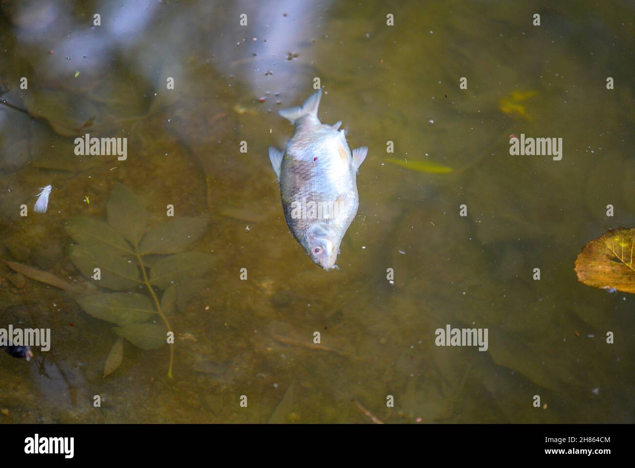 A dead fish in polluted water- concept for environmental pollution ...