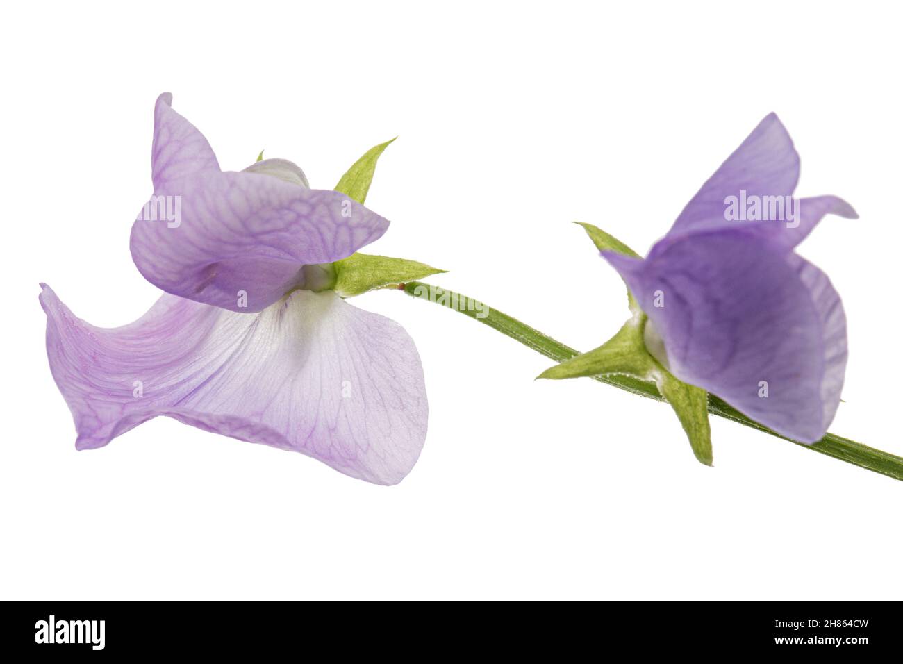 Violet flower of sweet pea, isolated on white background Stock Photo ...