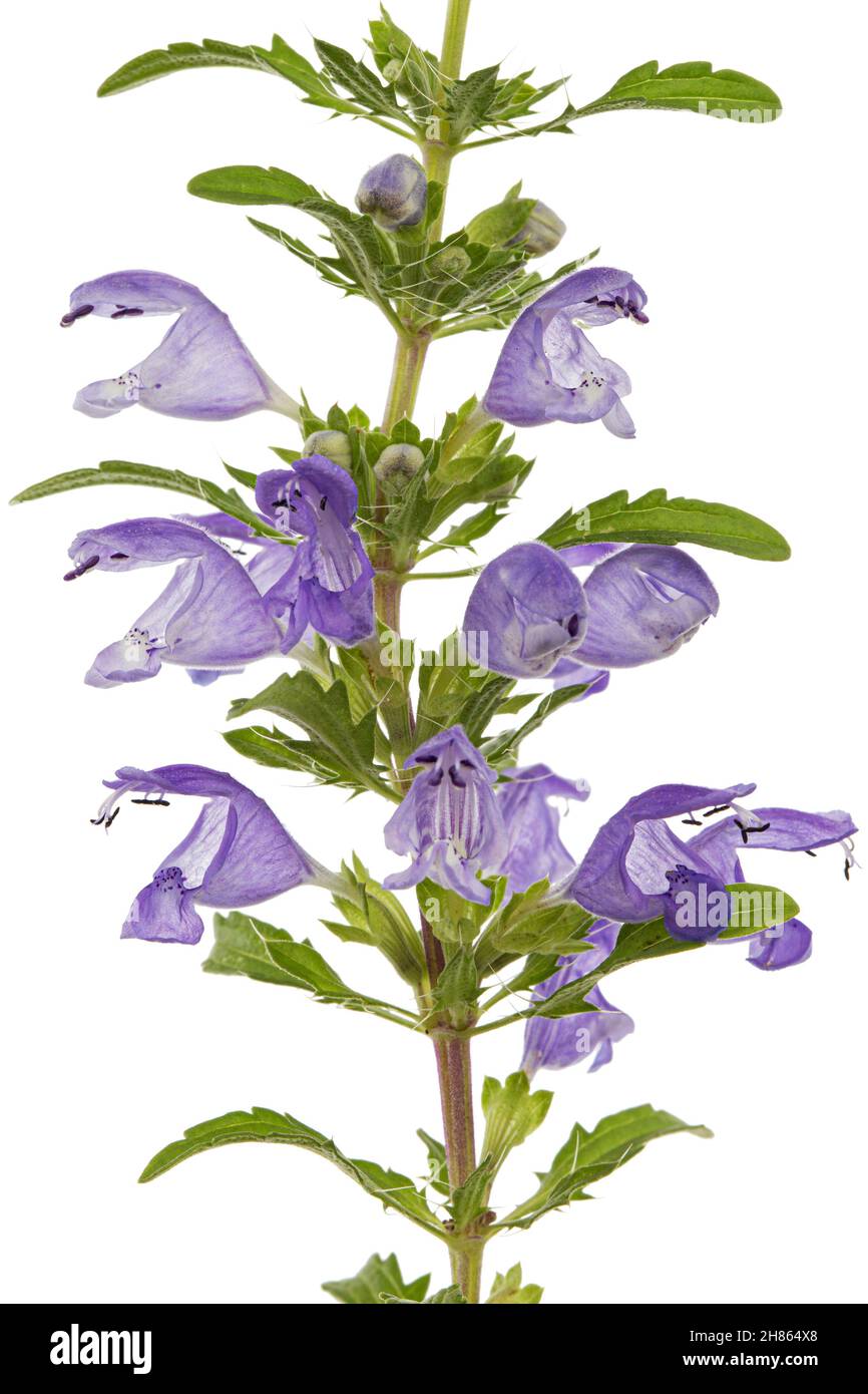 Flowering twig of Moldavian dragonhead, lat. Dracocephalum moldavica ...