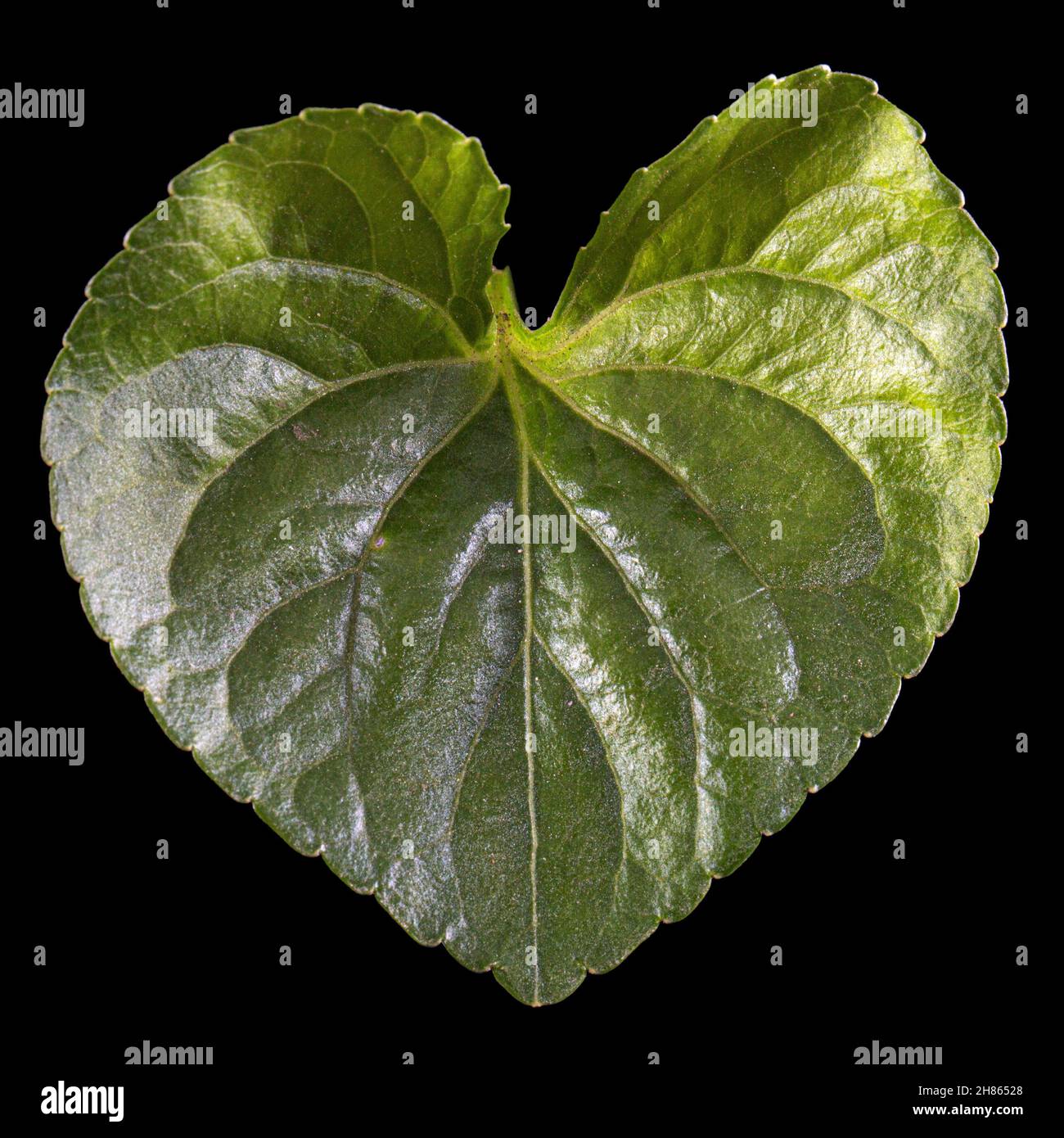 Green leaf of violet flower, lat. Viola odorata, isolated on black ...