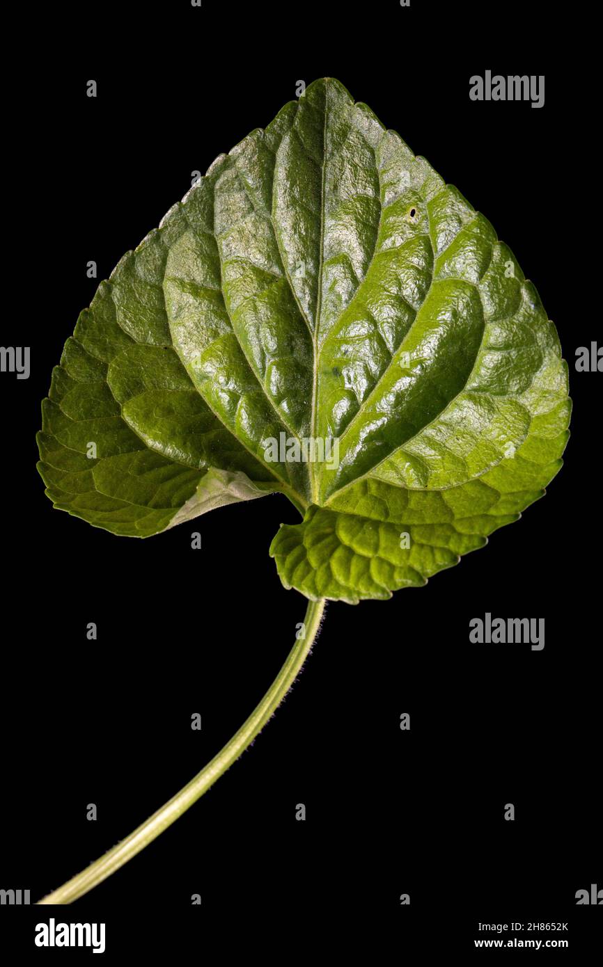 Green leaf of violet flower, lat. Viola odorata, isolated on black ...