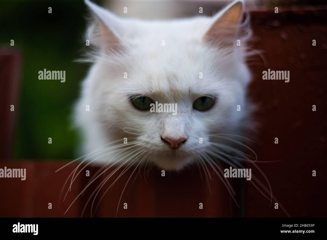 Cat with big fluffy ears hi-res stock photography and images - Alamy