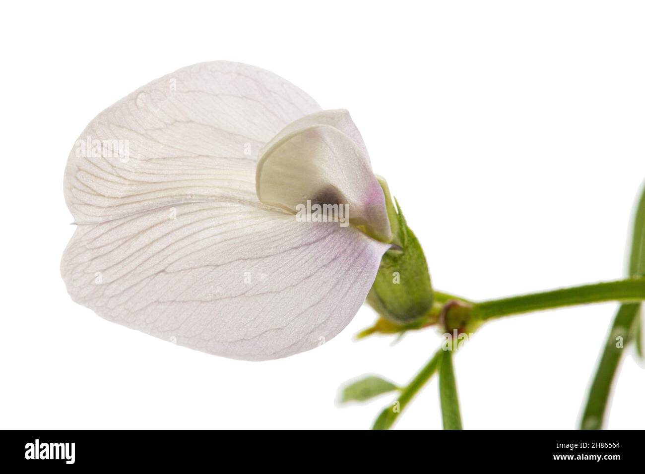 Light violet flowers of wild sweet pea, isolated on white background ...