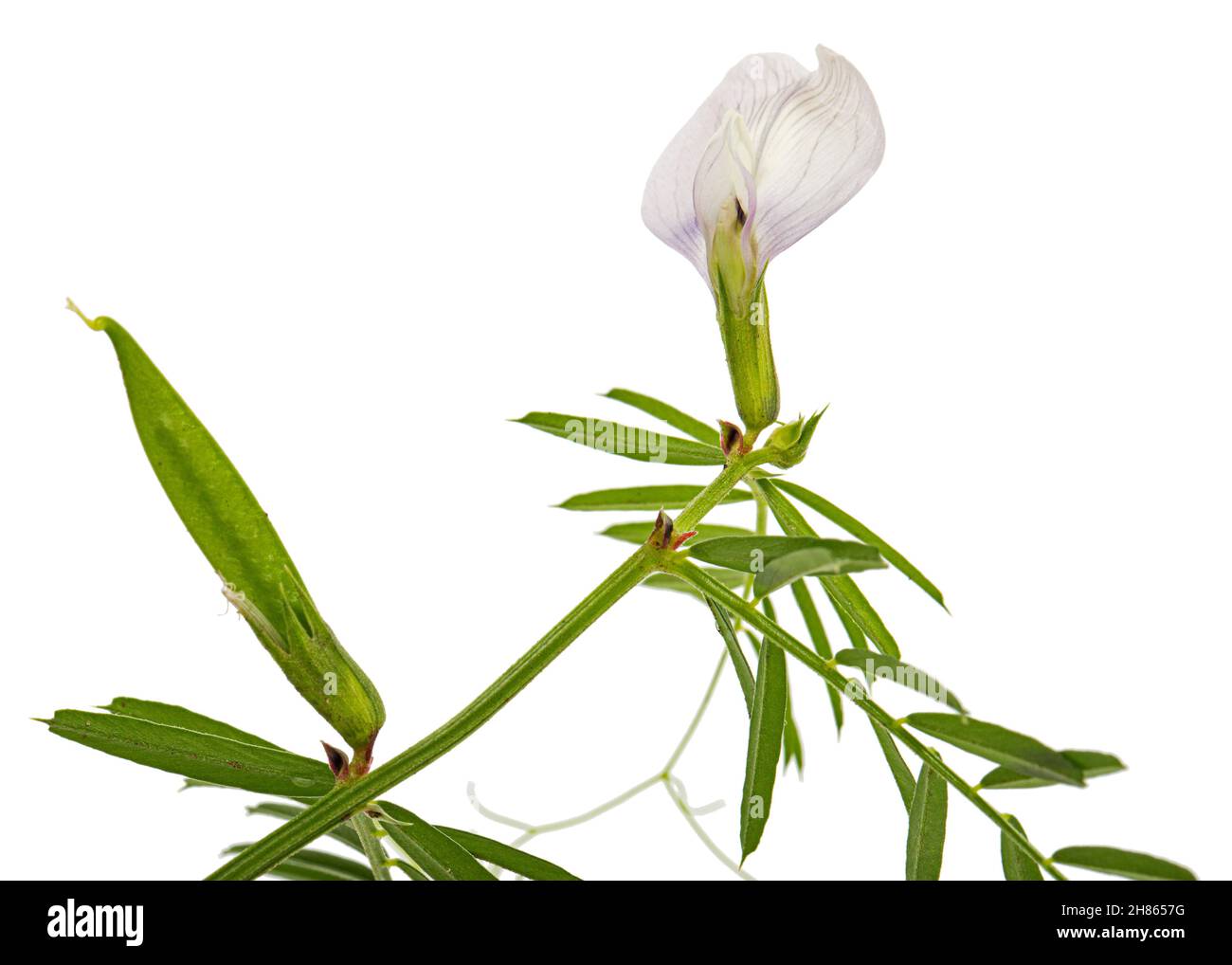 Light violet flowers of wild sweet pea, isolated on white background ...