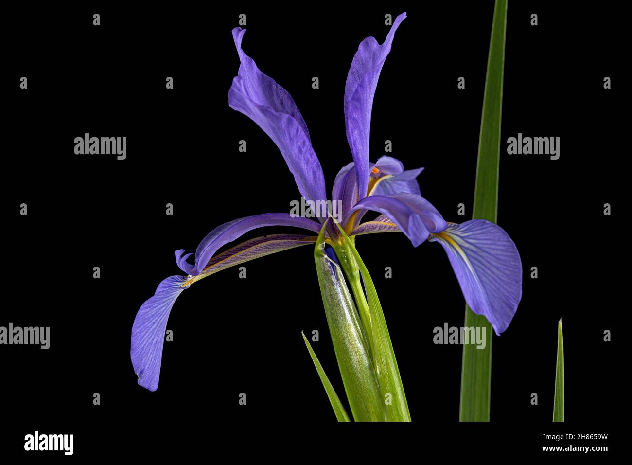 Violet flower of marsh iris, lat. Iris pseudacorus, isolated on black ...