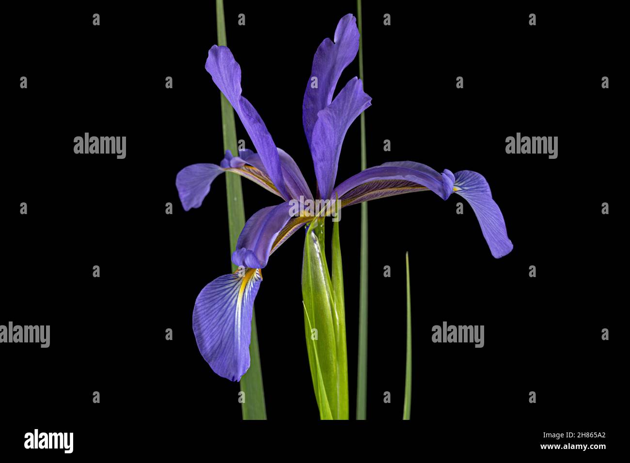 Violet flower of marsh iris, lat. Iris pseudacorus, isolated on black ...