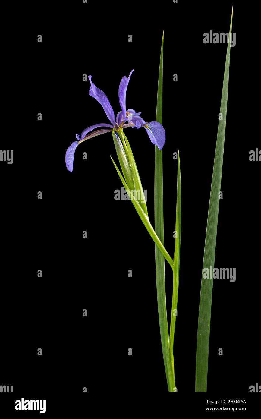 Violet flower of marsh iris, lat. Iris pseudacorus, isolated on black ...