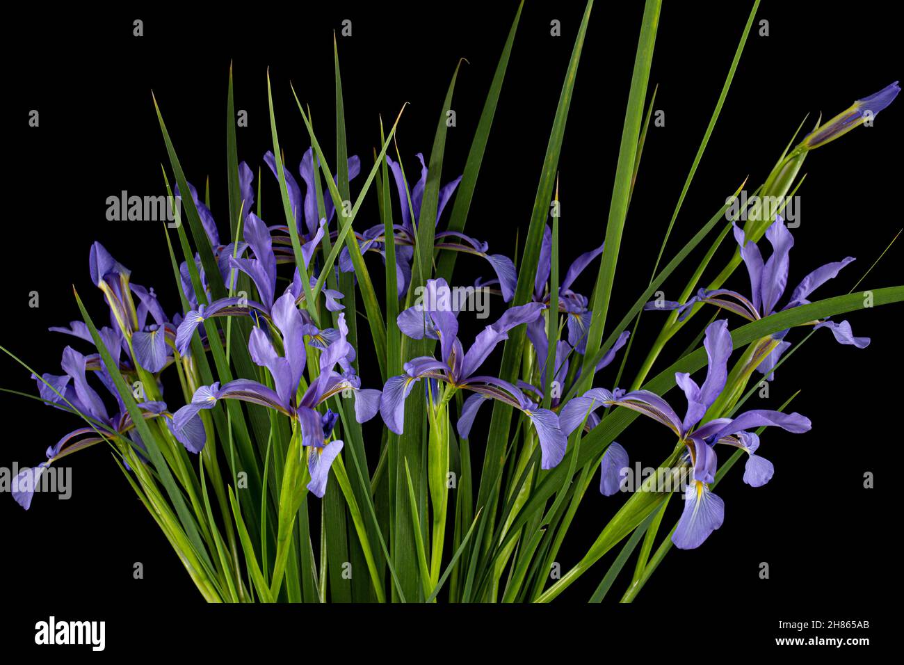 Bouquet of violet flowers marsh iris, lat. Iris pseudacorus, isolated ...