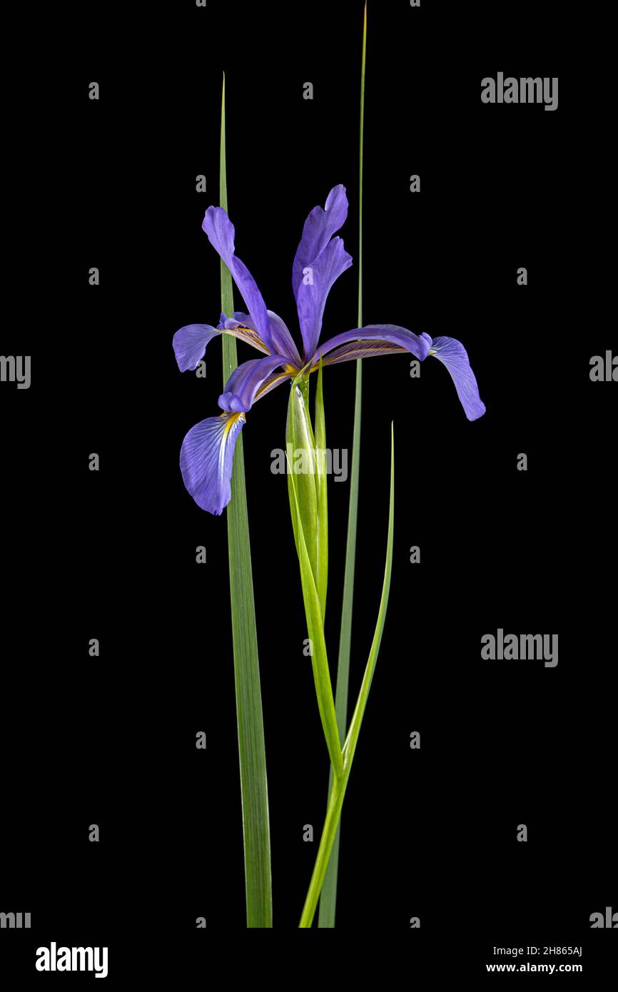 Violet flower of marsh iris, lat. Iris pseudacorus, isolated on black ...