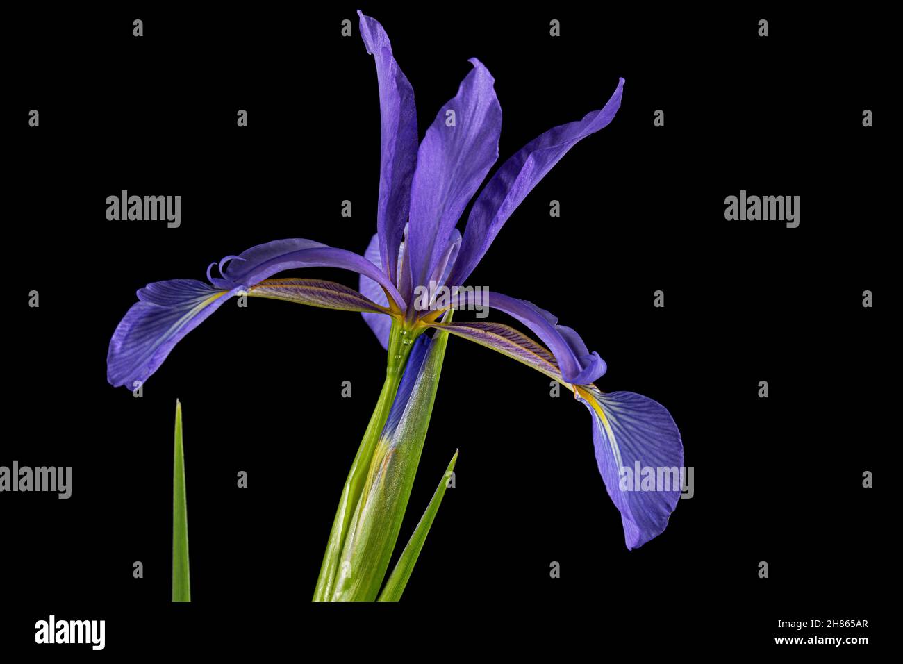 Violet flower of marsh iris, lat. Iris pseudacorus, isolated on black ...