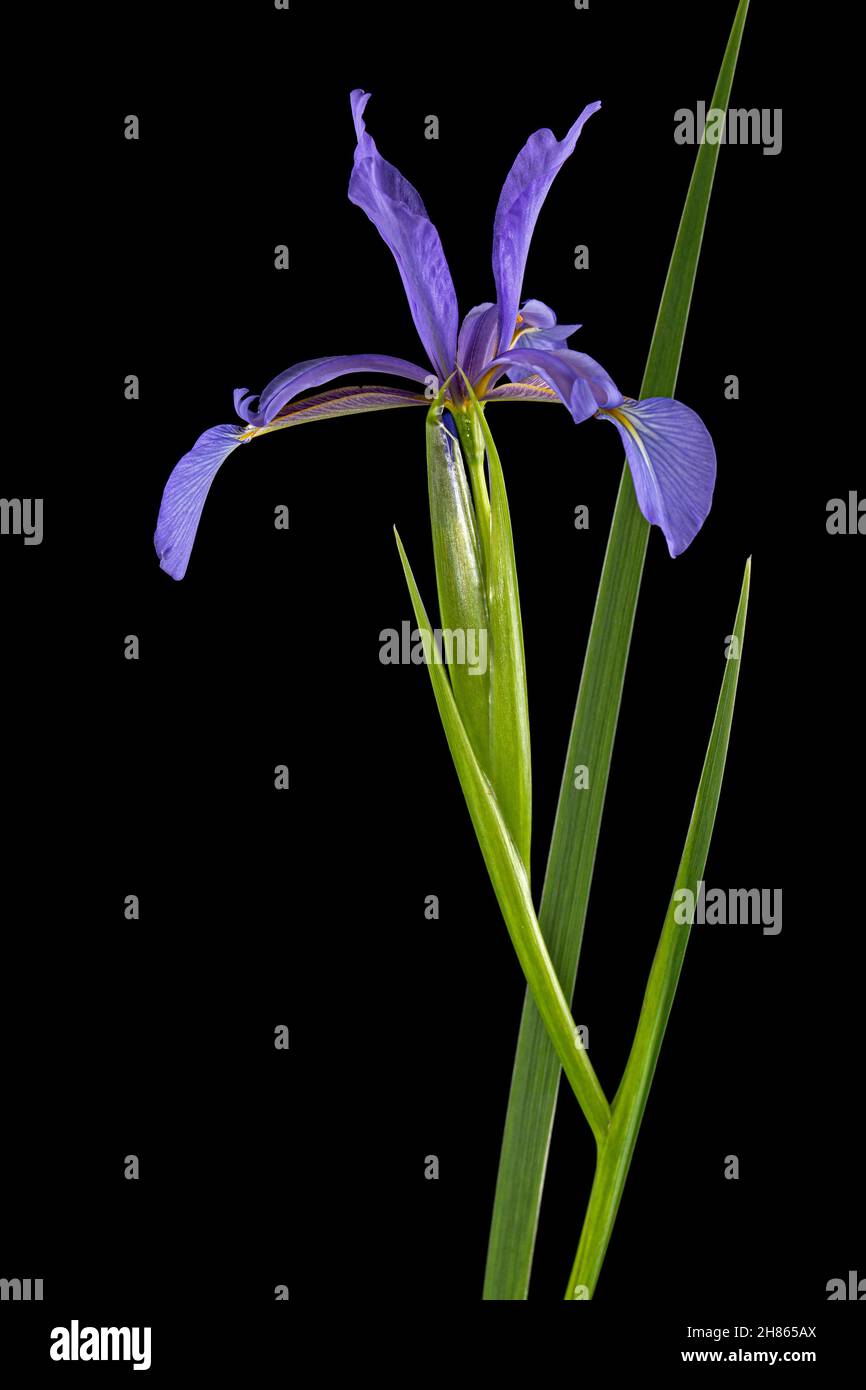 Violet flower of marsh iris, lat. Iris pseudacorus, isolated on black ...