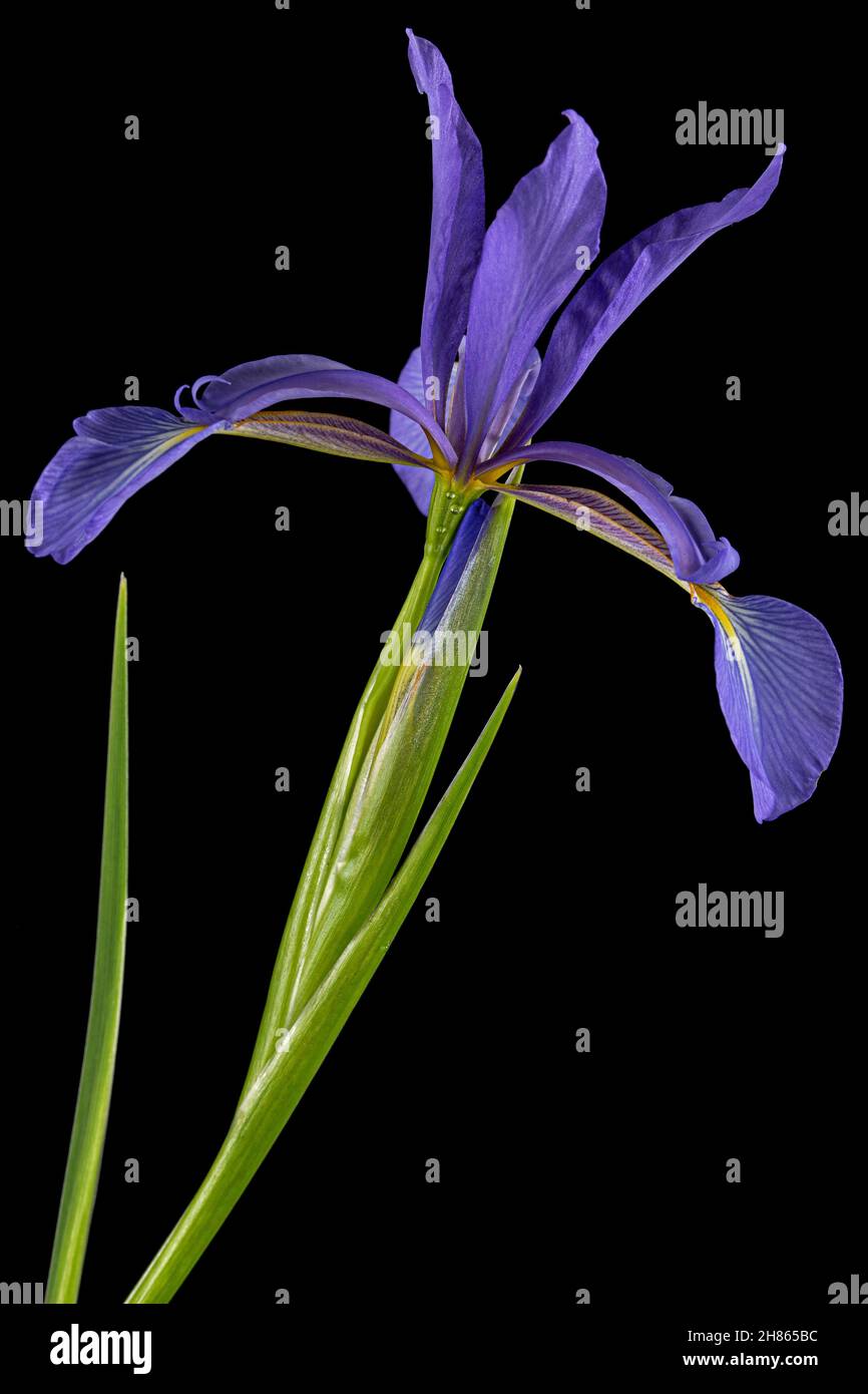 Violet flower of marsh iris, lat. Iris pseudacorus, isolated on black ...
