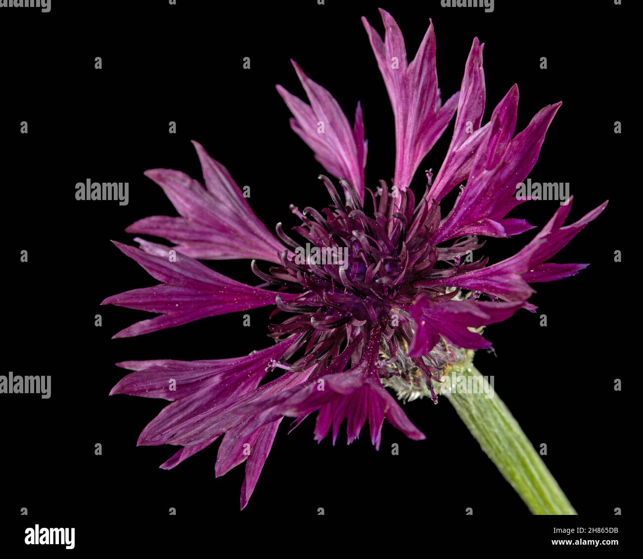 Purple flower of cornflower, lat. Centaurea, isolated on black ...