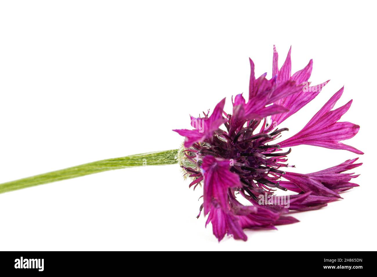 Purple flower of cornflower, lat. Centaurea, isolated on white ...