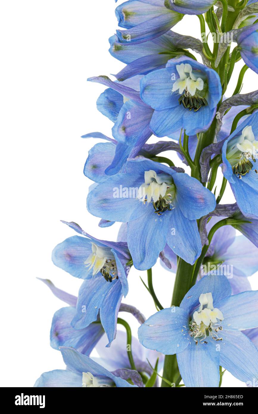 Inflorescence of blue delphinium flowers, lat. Larkspur, isolated on ...