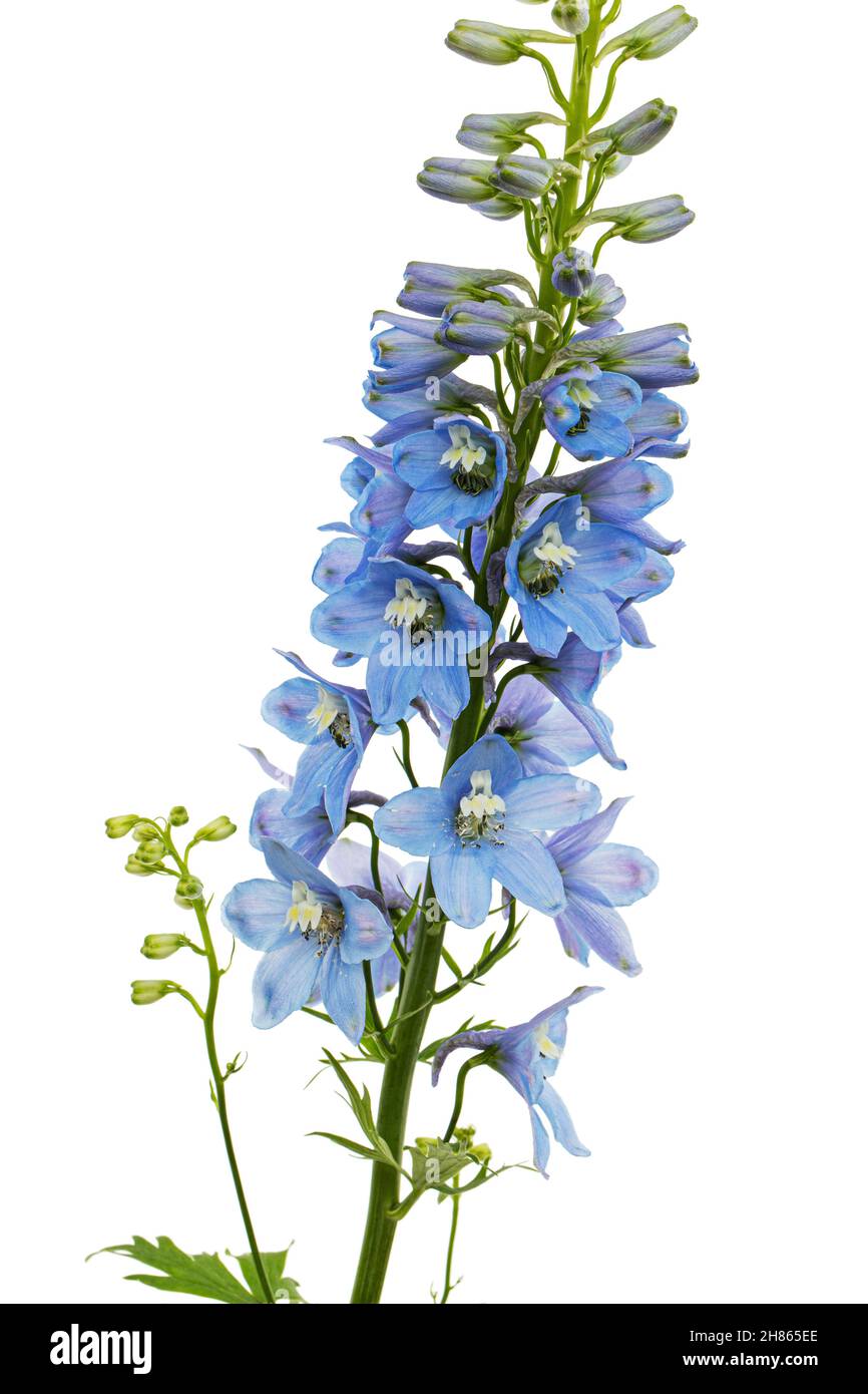 Inflorescence of blue delphinium flowers, lat. Larkspur, isolated on ...