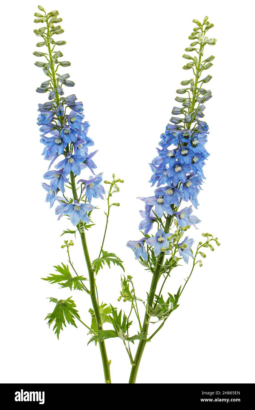 Inflorescence of blue delphinium flowers, lat. Larkspur, isolated on ...