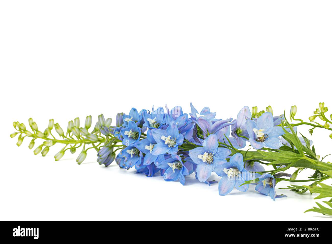 Inflorescence of blue delphinium flowers, lat. Larkspur, isolated on ...