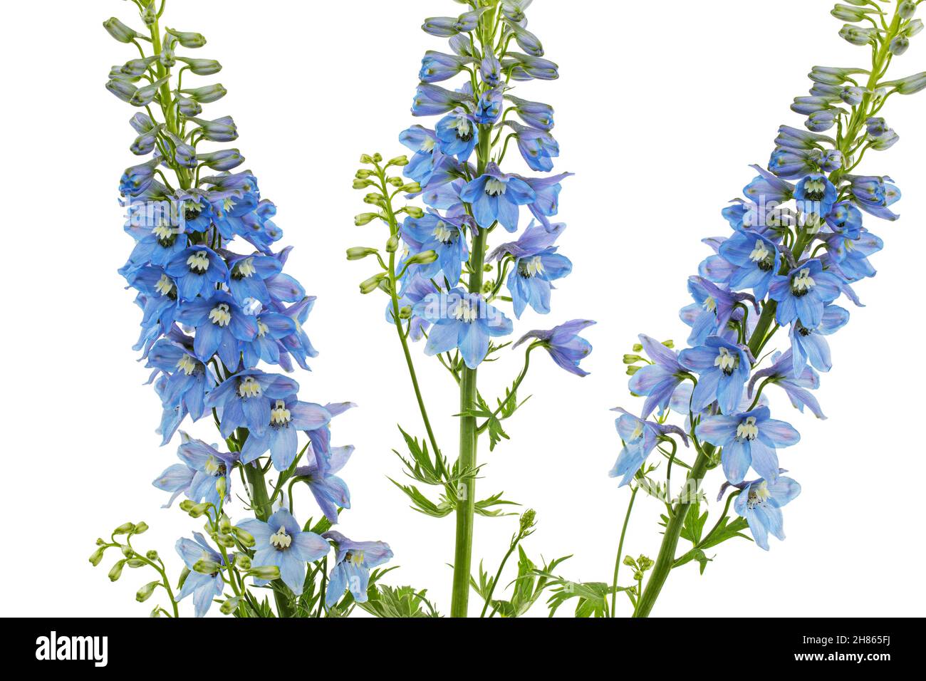 Inflorescence of blue delphinium flowers, lat. Larkspur, isolated on ...