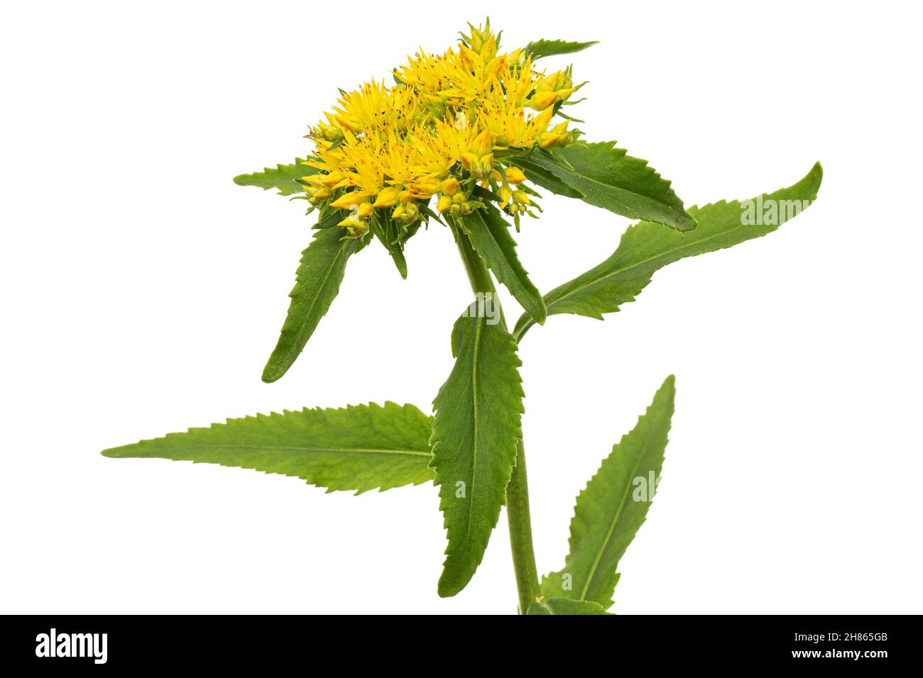 Inflorescence of yellow rhodiola rosea flowers, isolated on white ...