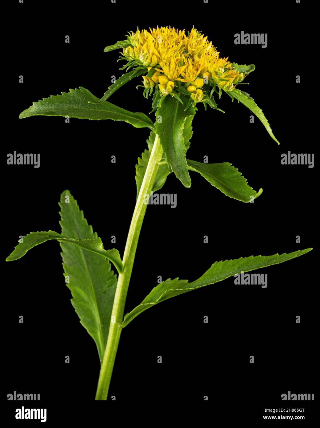 Inflorescence of yellow rhodiola rosea flowers, isolated on black ...