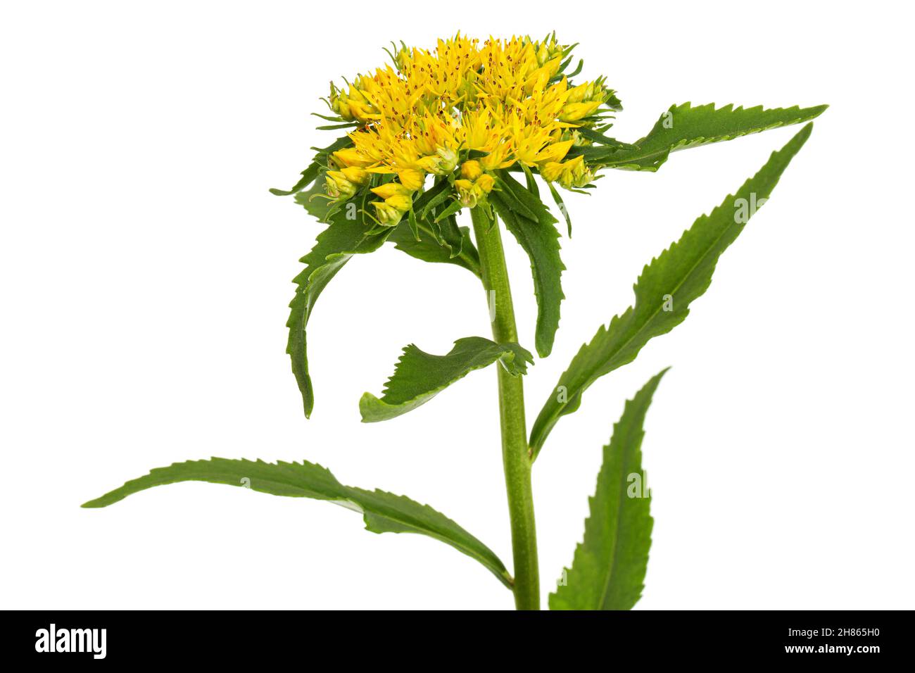 Inflorescence of yellow rhodiola rosea flowers, isolated on white ...