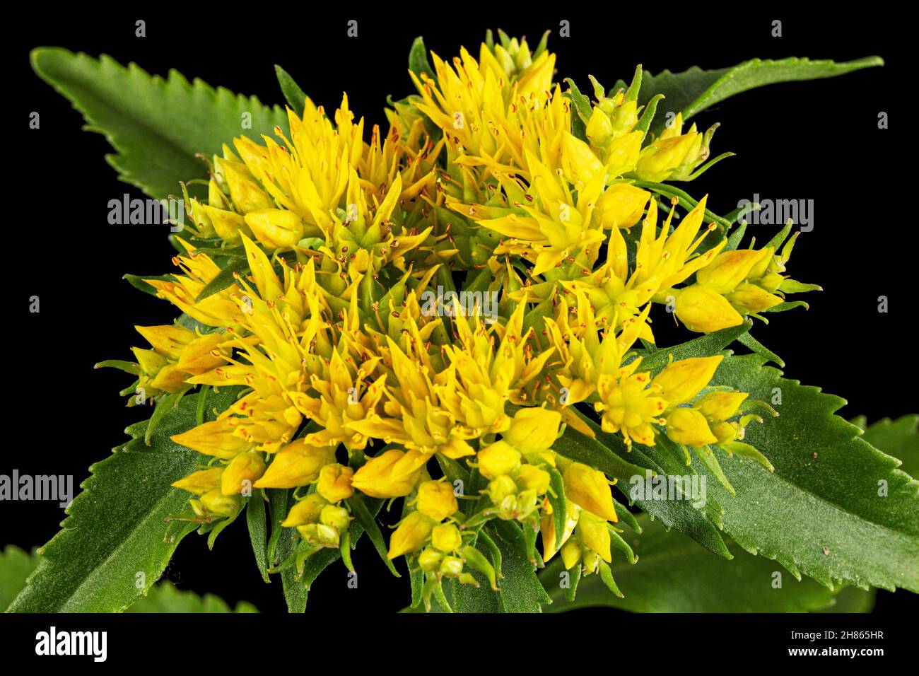 Inflorescence of yellow rhodiola rosea flowers, isolated on white ...