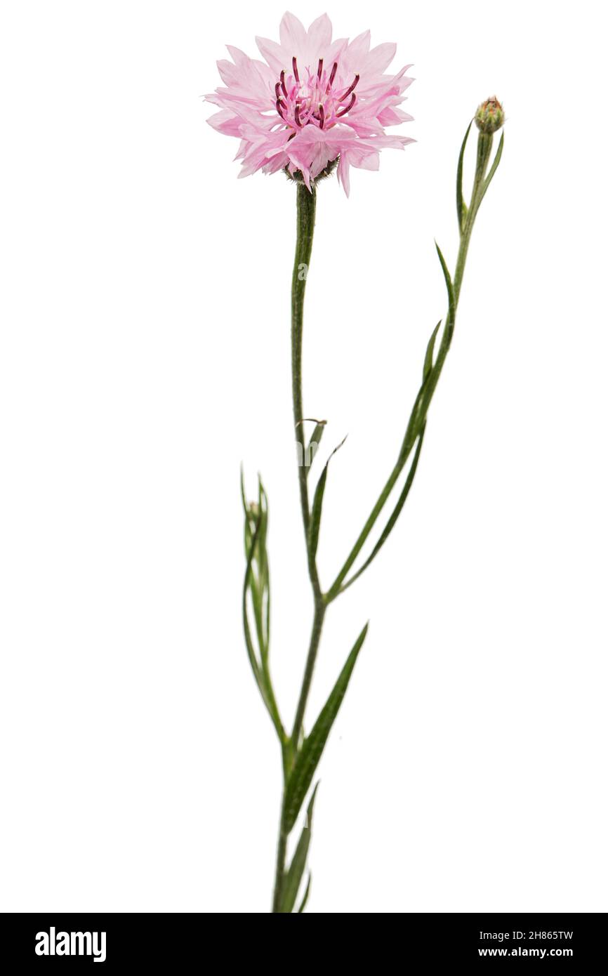 Pink flower of cornflower, lat. Centaurea, isolated on white background ...