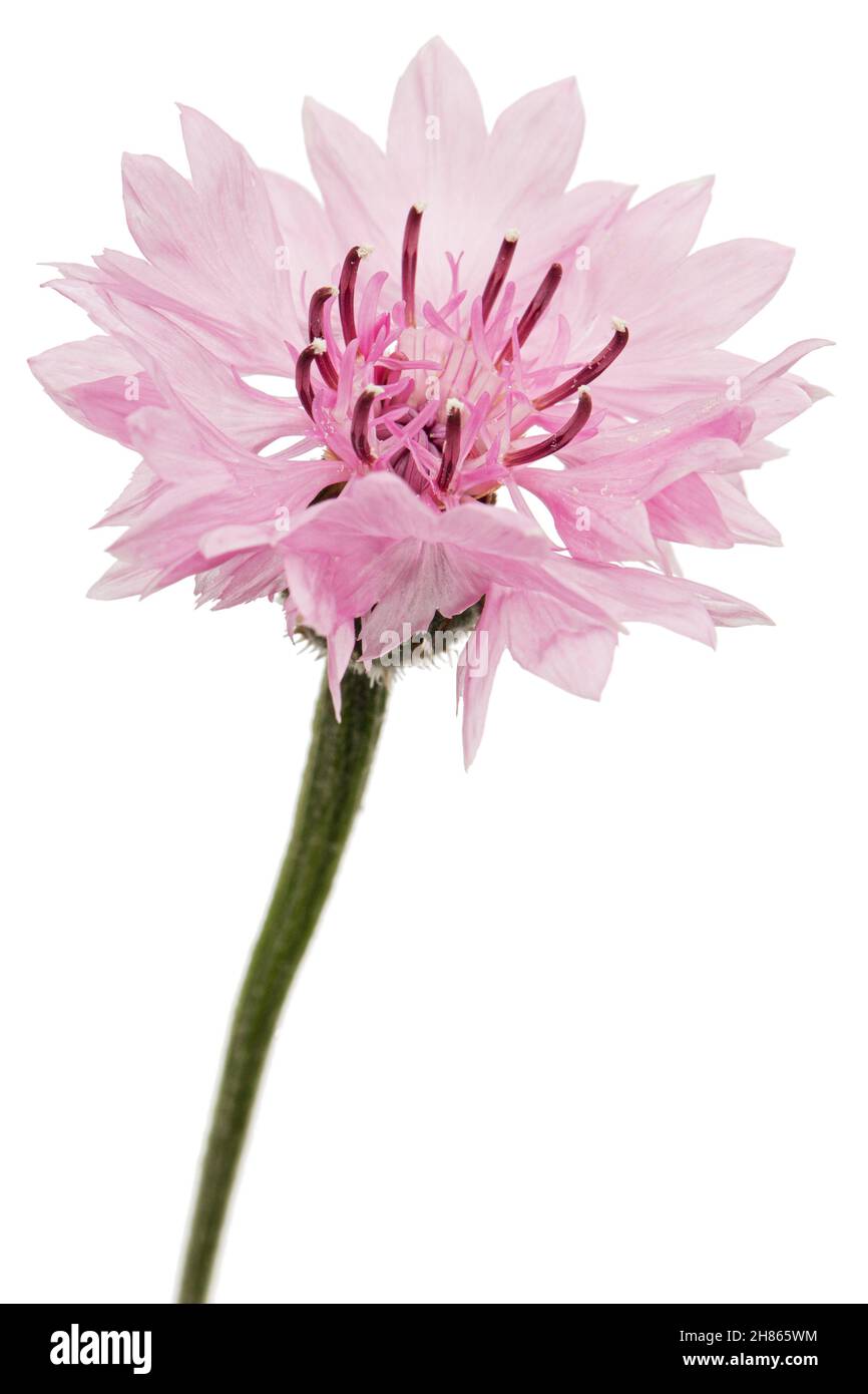 Pink flower of cornflower, lat. Centaurea, isolated on white background ...
