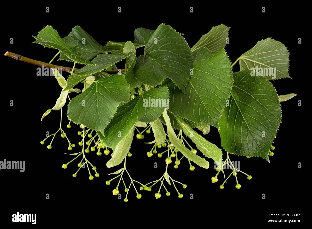 Green leaves and fruits of linden, isolated on black background Stock ...