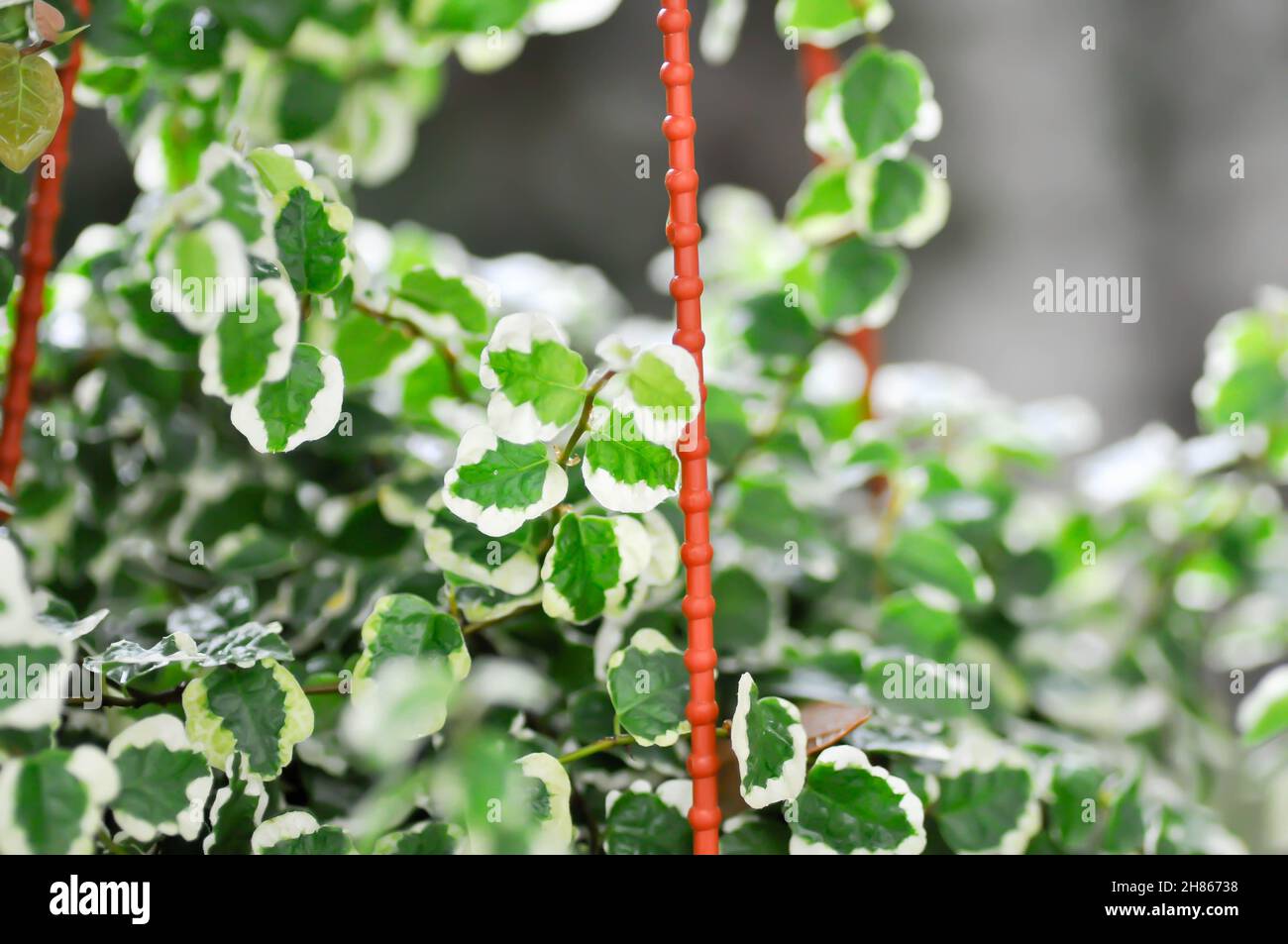 Ficus pumila L, Climbing fig or MORACEAE plant Stock Photo - Alamy