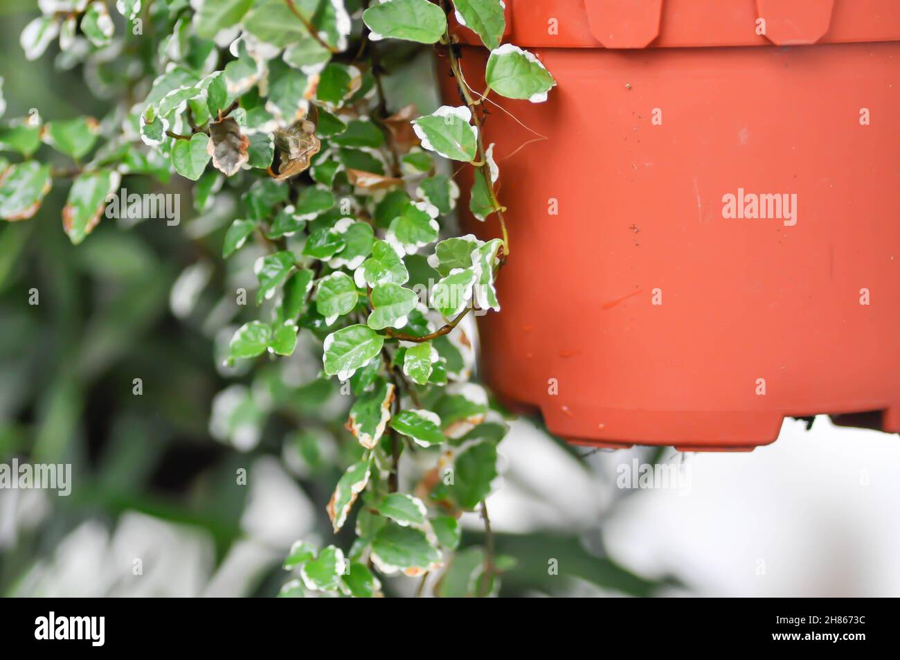 Ficus pumila L, Climbing fig or MORACEAE plant Stock Photo - Alamy