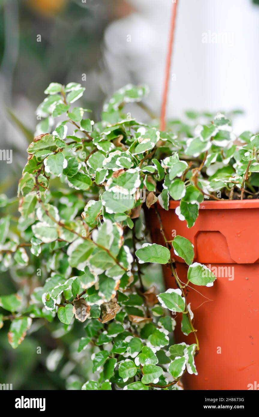 Ficus pumila L, Climbing fig or MORACEAE plant Stock Photo - Alamy