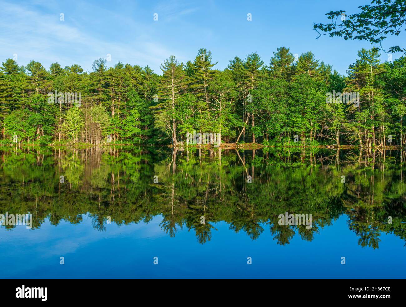 A northern hardwood-white pine forest reflected on the calm waters of ...
