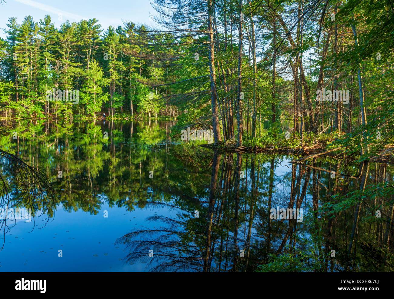 A white pine forest (Pinus strobus) reflected on the calm waters of ...