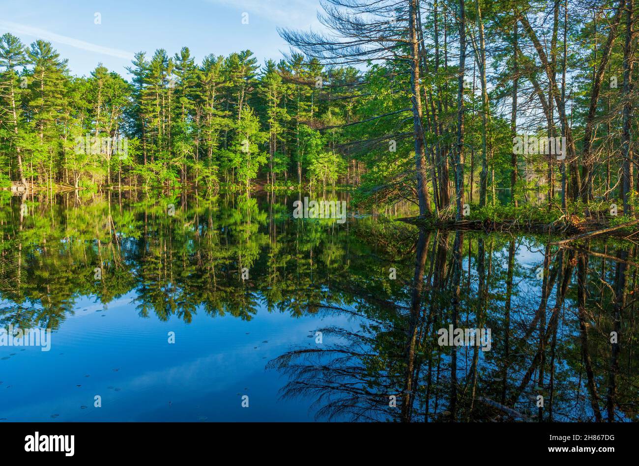 A white pine forest (Pinus strobus) reflected on the calm waters of ...