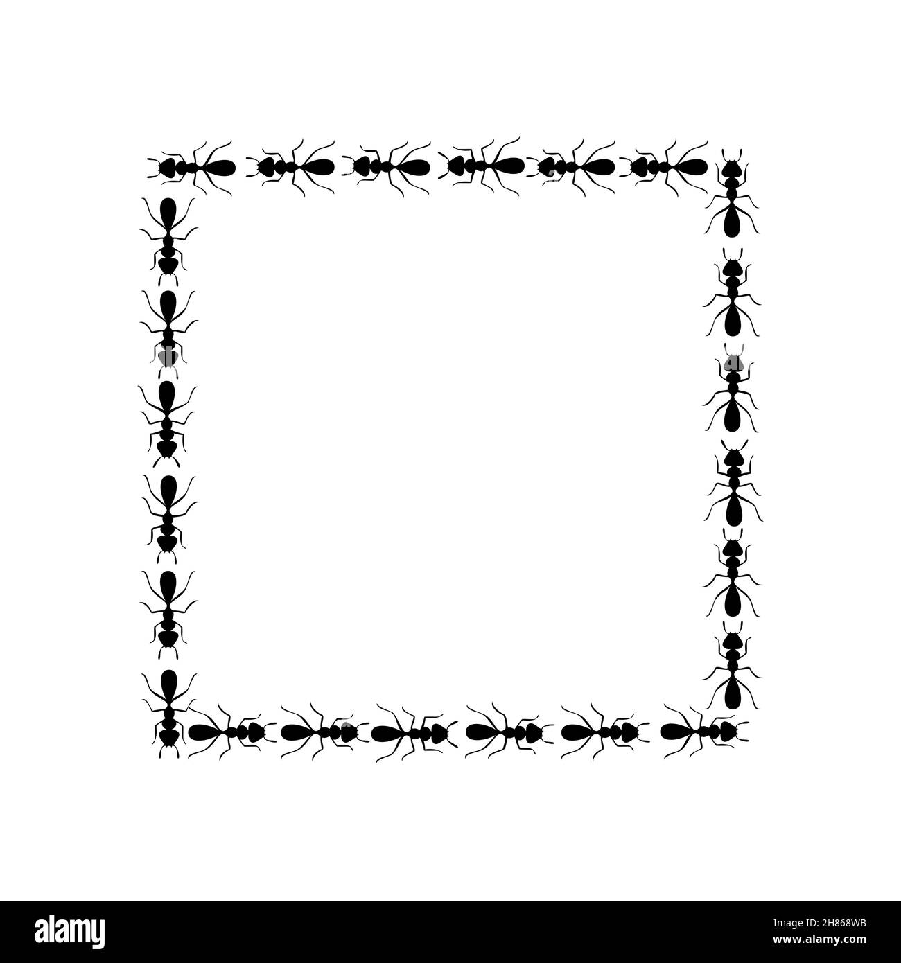 Black ants square border. Ants forming rectangular shape isolated in ...