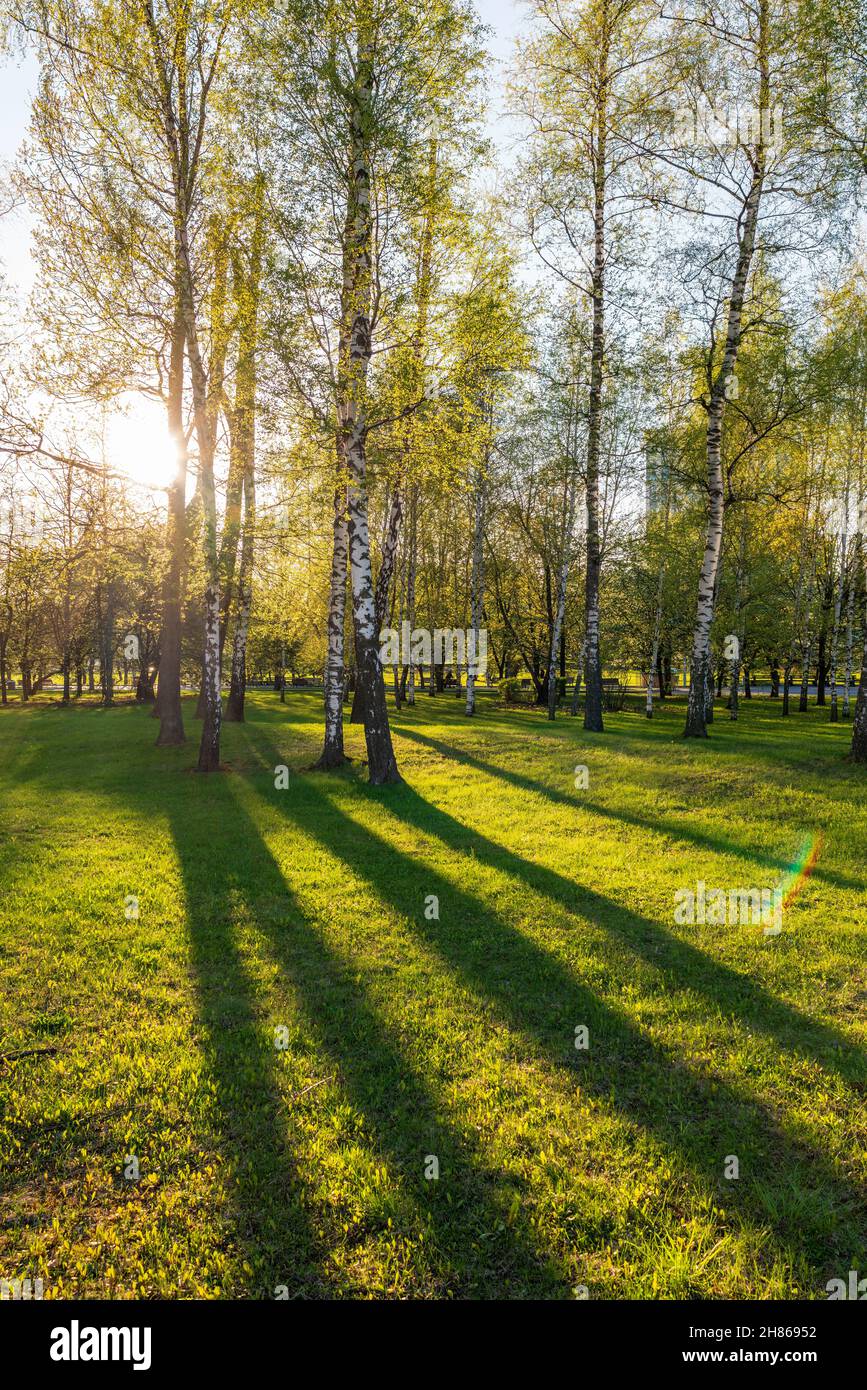 The sun through the trees in the spring park. Beautiful park in spring ...