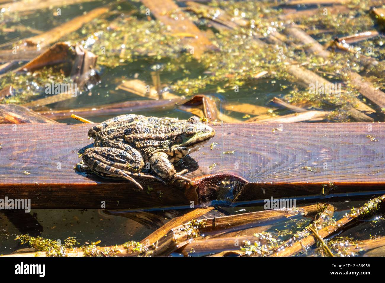 A large green frog with puffy cheeks sits in the marsh Stock Photo - Alamy