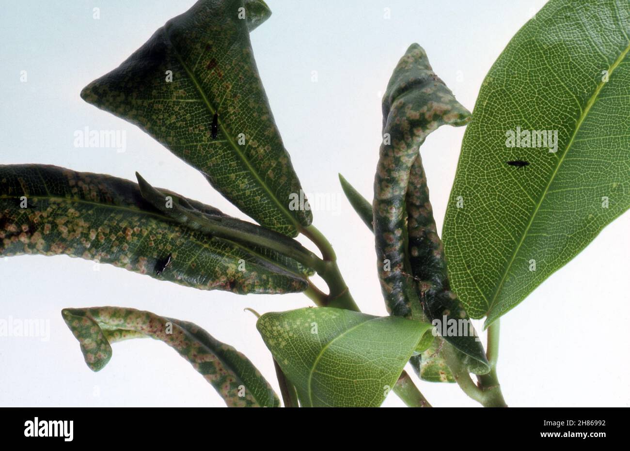 Thrips disease hi-res stock photography and images - Alamy