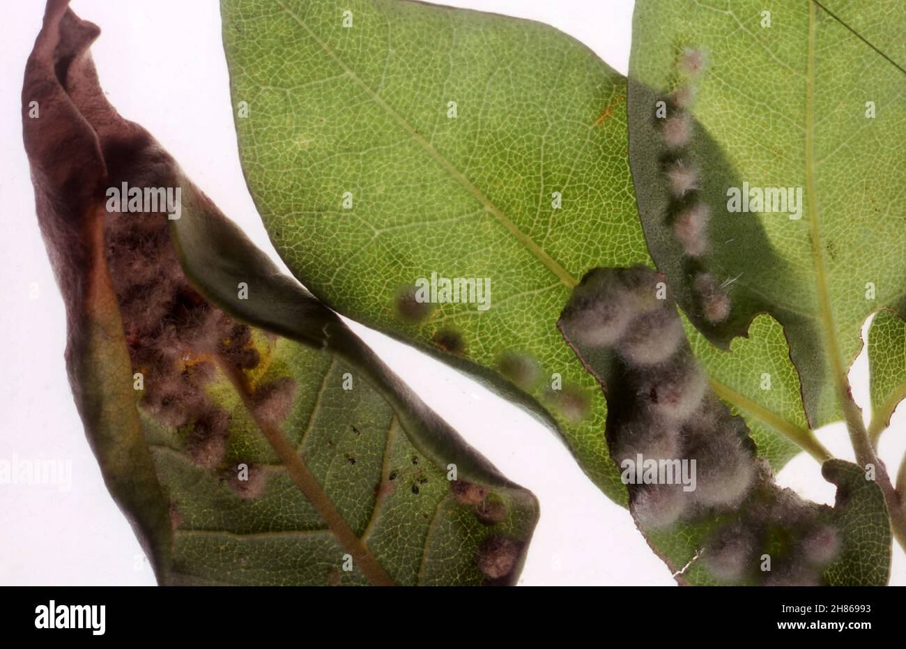 WASP GALLS. ORDER HYMENOPTERA, FAMILY EURYTOMIDAE. GENERALLY ATTACK ...