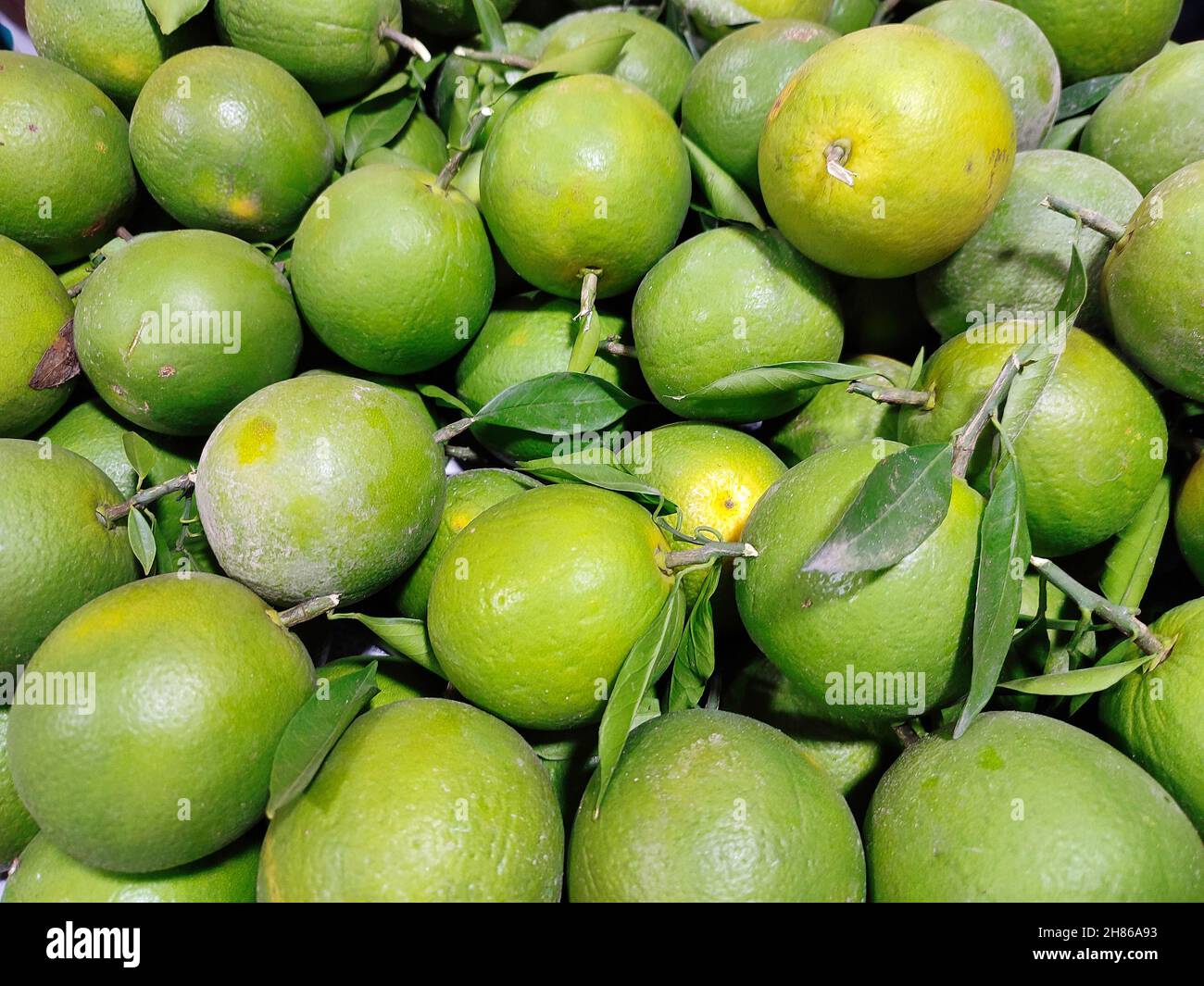 Citrus hybrids hi-res stock photography and images - Alamy