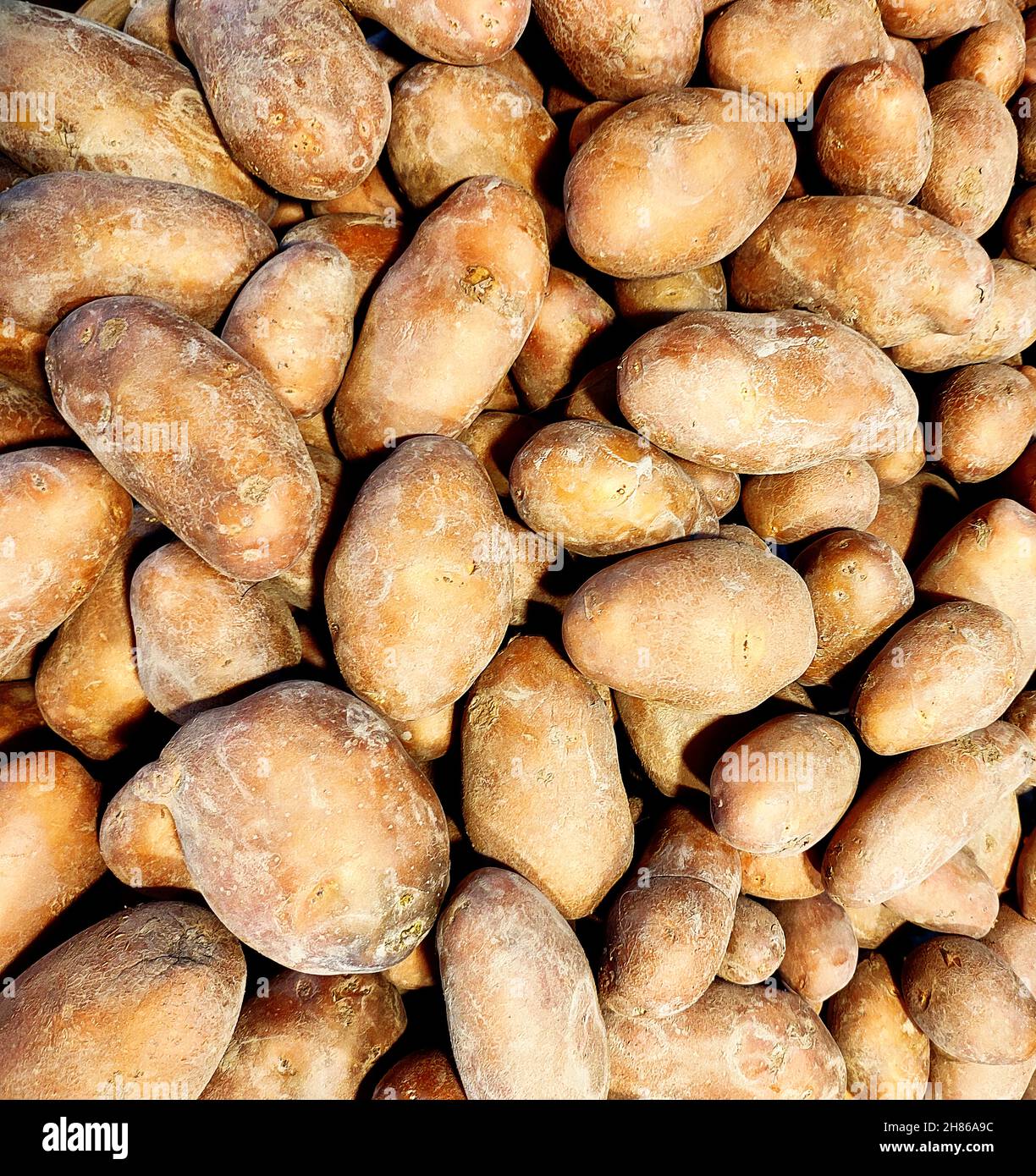 Potato. Solanum tuberosum. Root vegetable native to the Americas Stock ...