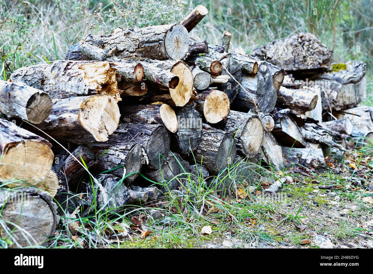 Pile of stacked logs in a field Stock Photo - Alamy