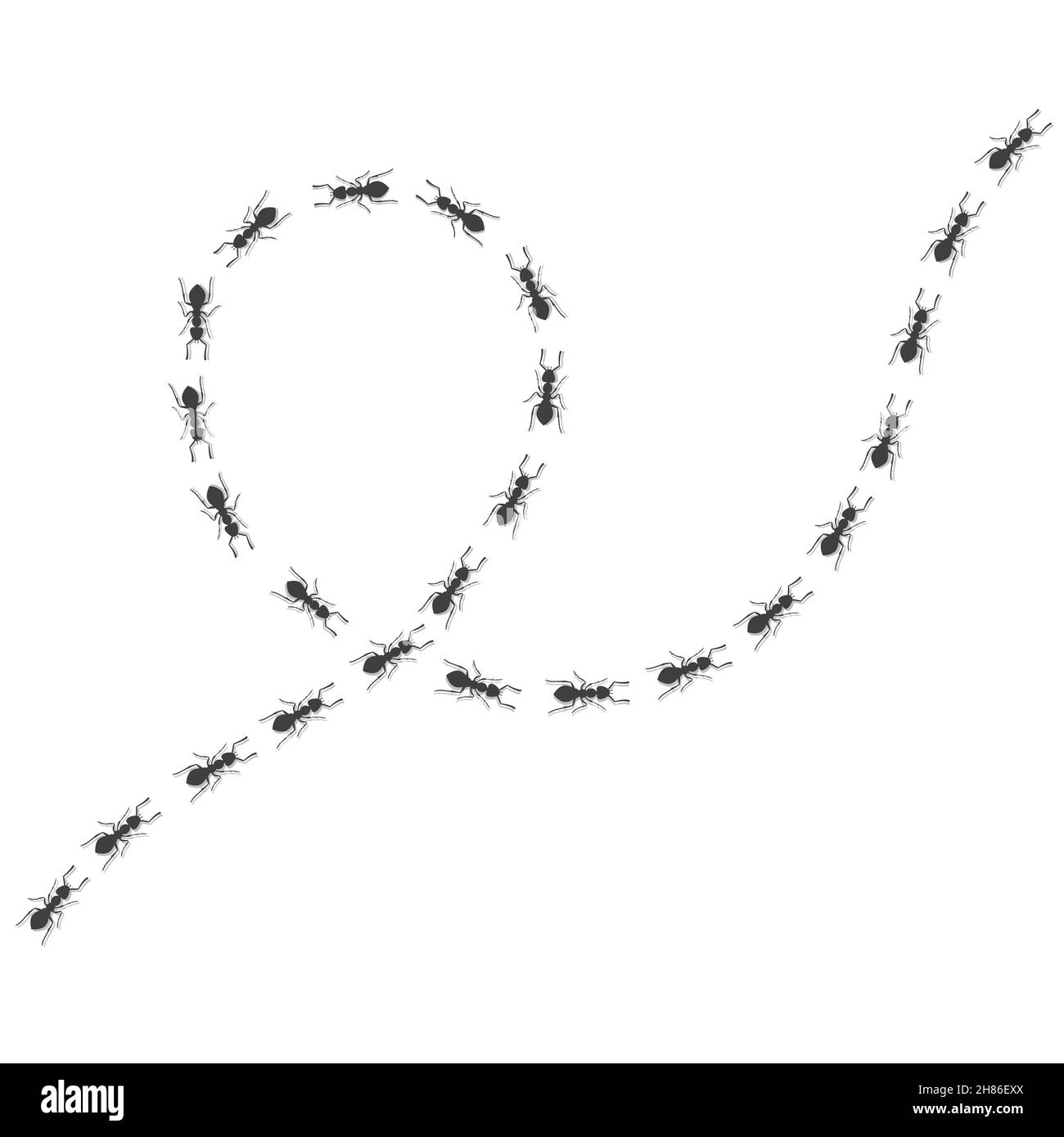 A trail of ants. Insects march along the line. Vector Stock Vector Image & Art - Alamy