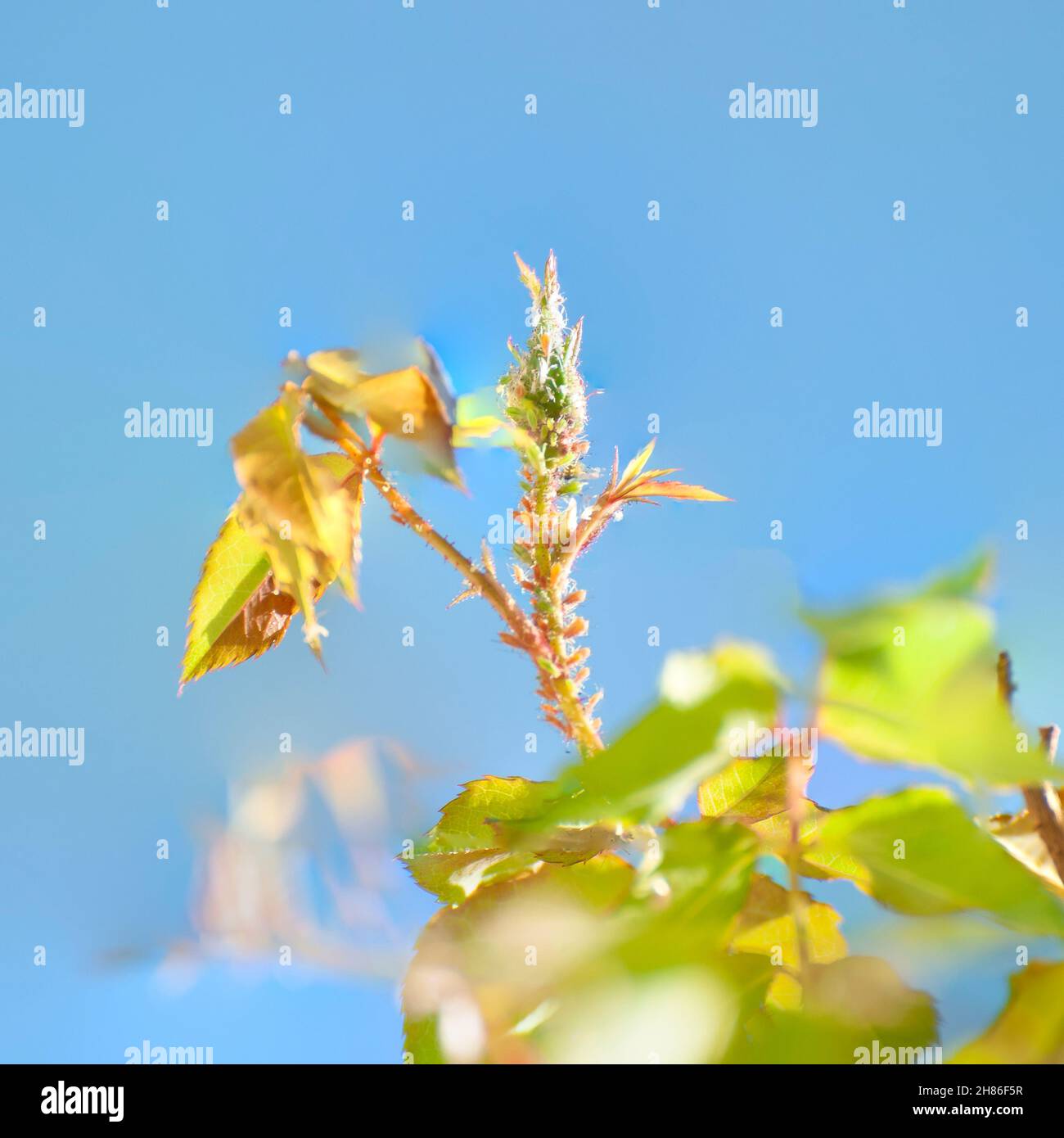A cluster of Rose aphids (Macrosiphon rosae) on a rose stem. Known as ...