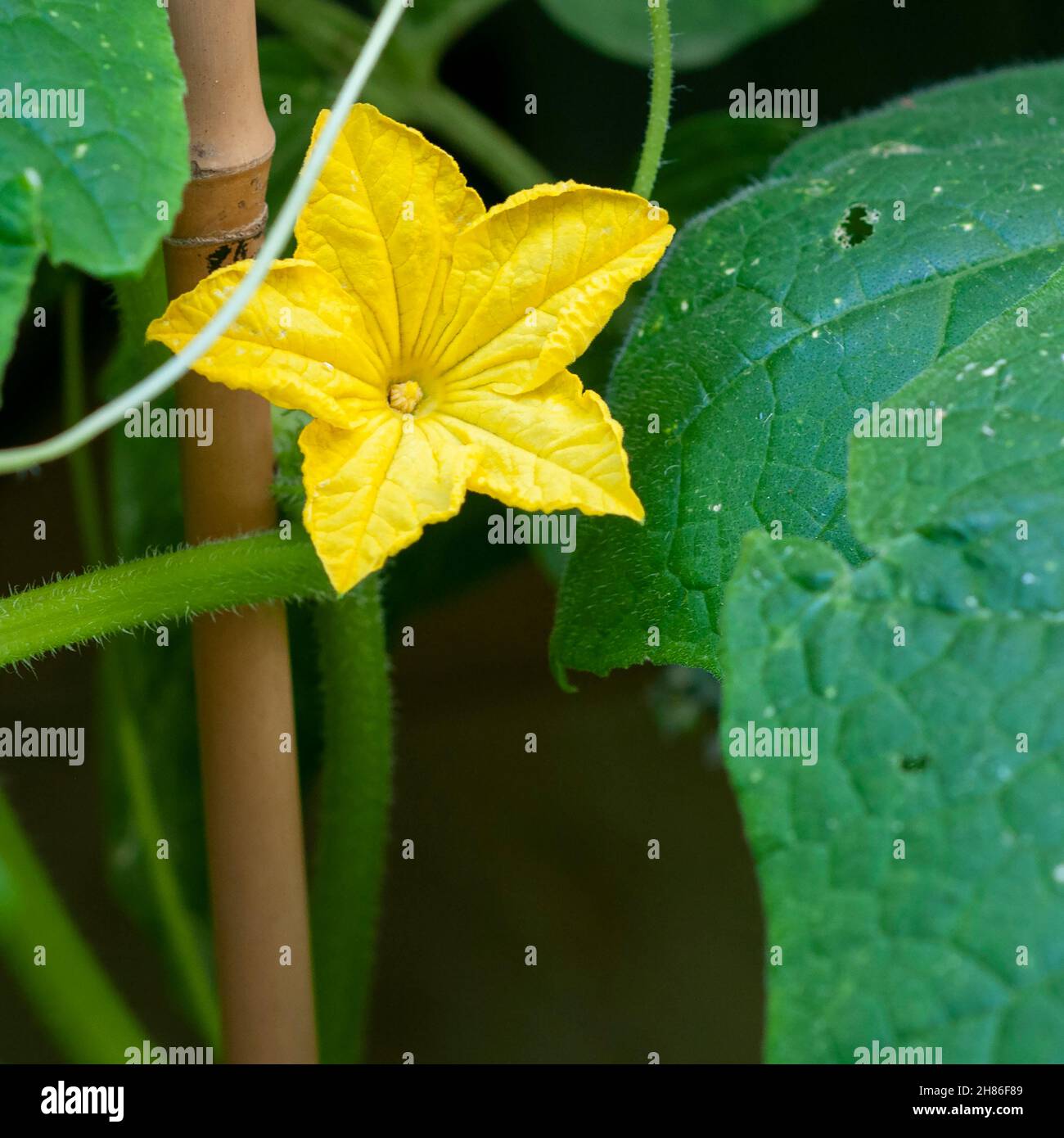 Cucumber Blossom